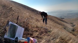 Castilleja affinis neglecta seeded at Coyote Ridge and the Creekside ...