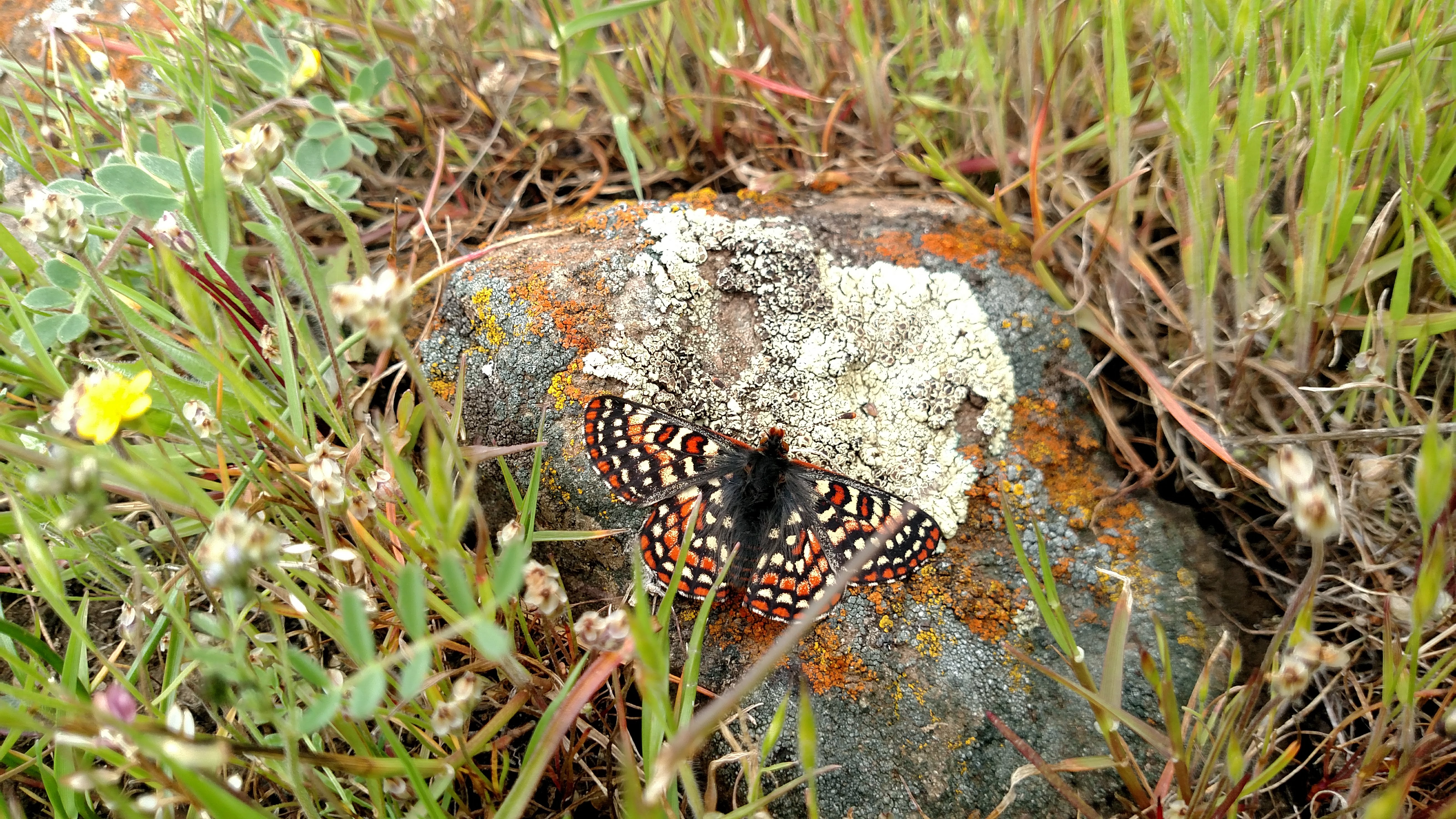Butterfly Conservation – Creekside Science